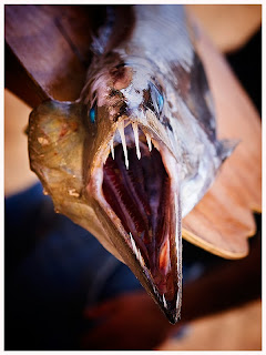 Artes de Pesca: VAMOS A PESCAR SABLE