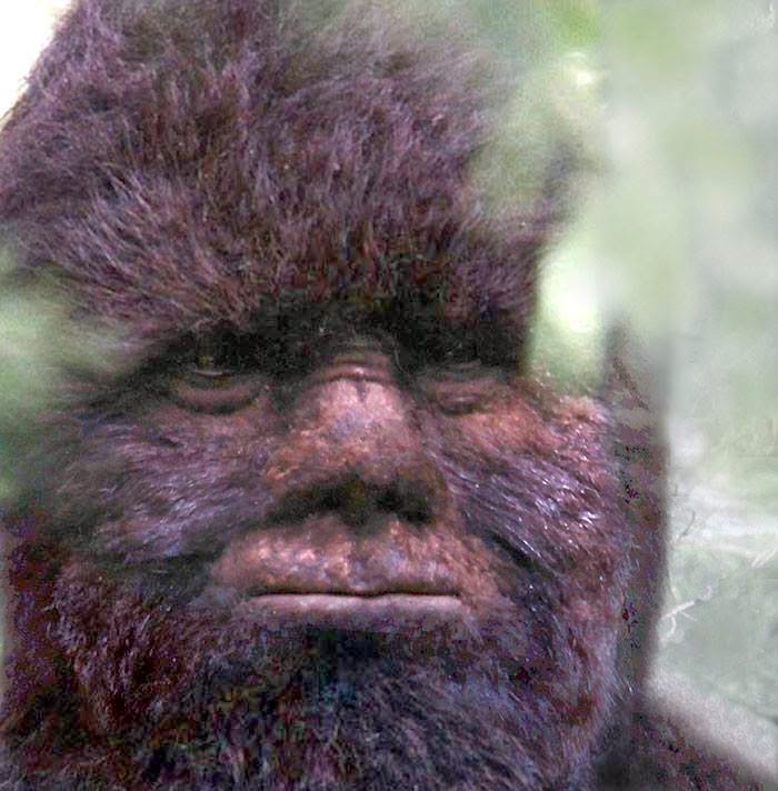 The best bigfoot photographs : bigfoot