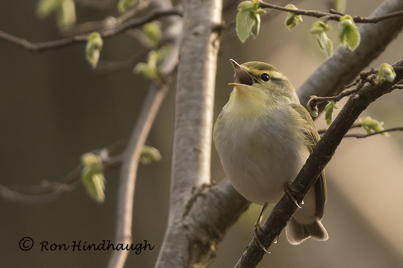 notmanywords: Muggleswick