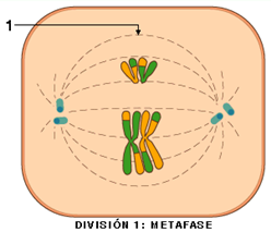 2. LA MEIOSIS