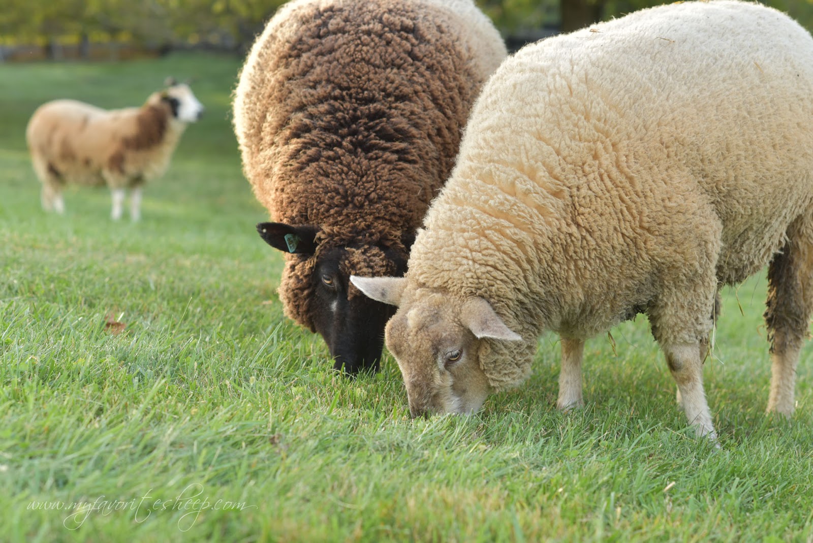 Punkin's Patch: Some Sunday Sheep Shots
