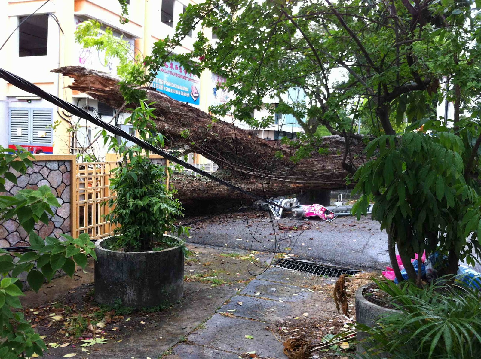 Musings on Penang: Trees, Glorious Trees