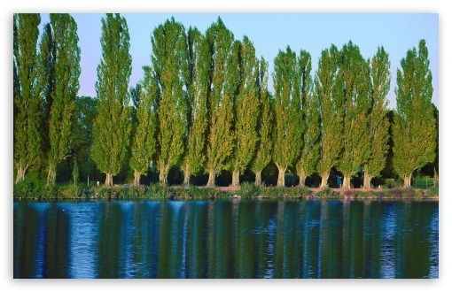 THE POPLAR FIELD Summary ion Answers Class 11 THE POPLAR FIELD Summary ion Answers Class 11