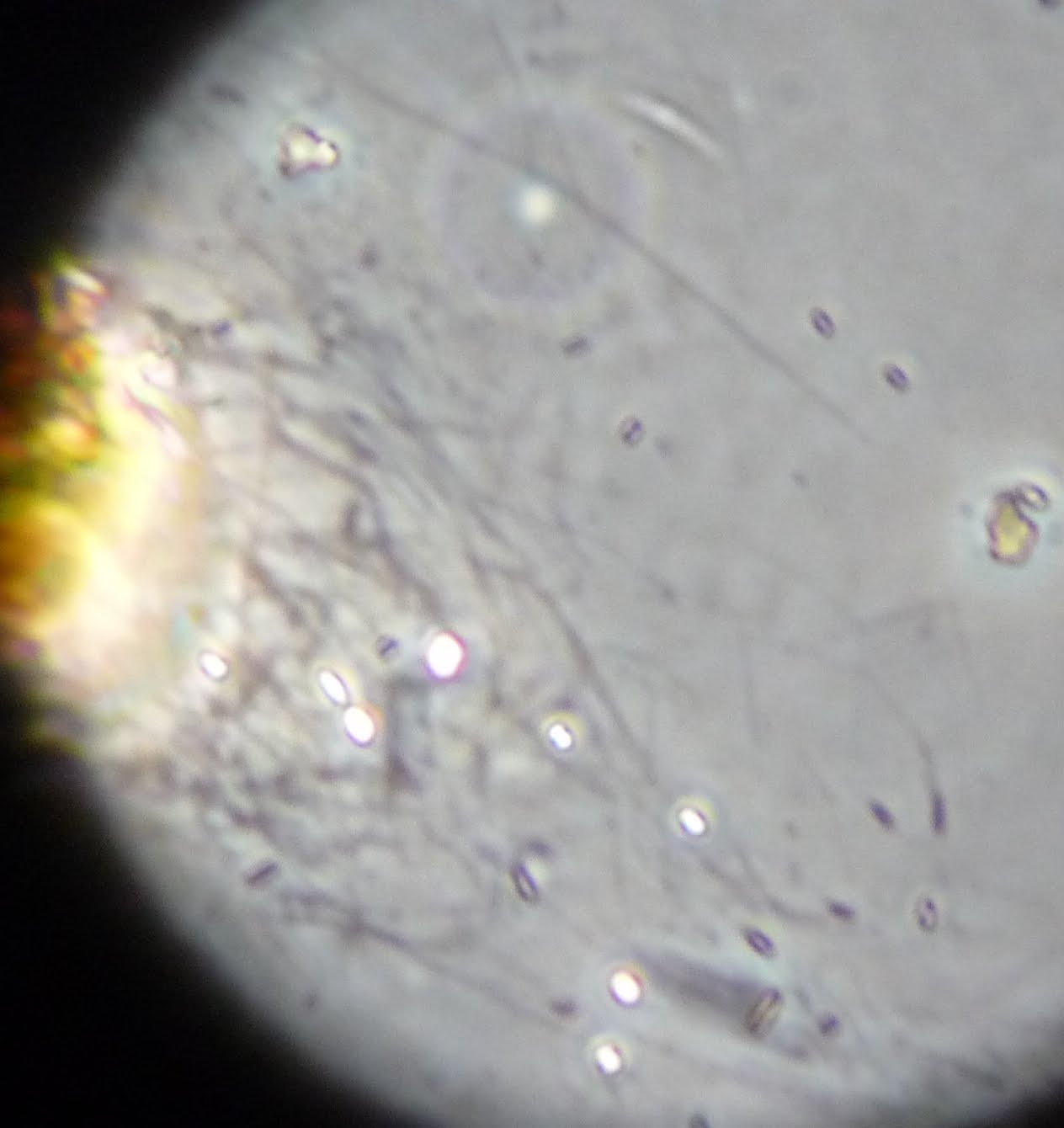 Skeptic Wonder: Cryptomonads: solar-powered armoured battleships