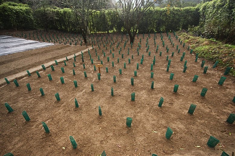 Sustainable Laurel Forest: Azorean Blueberry orchard installed in Furnas