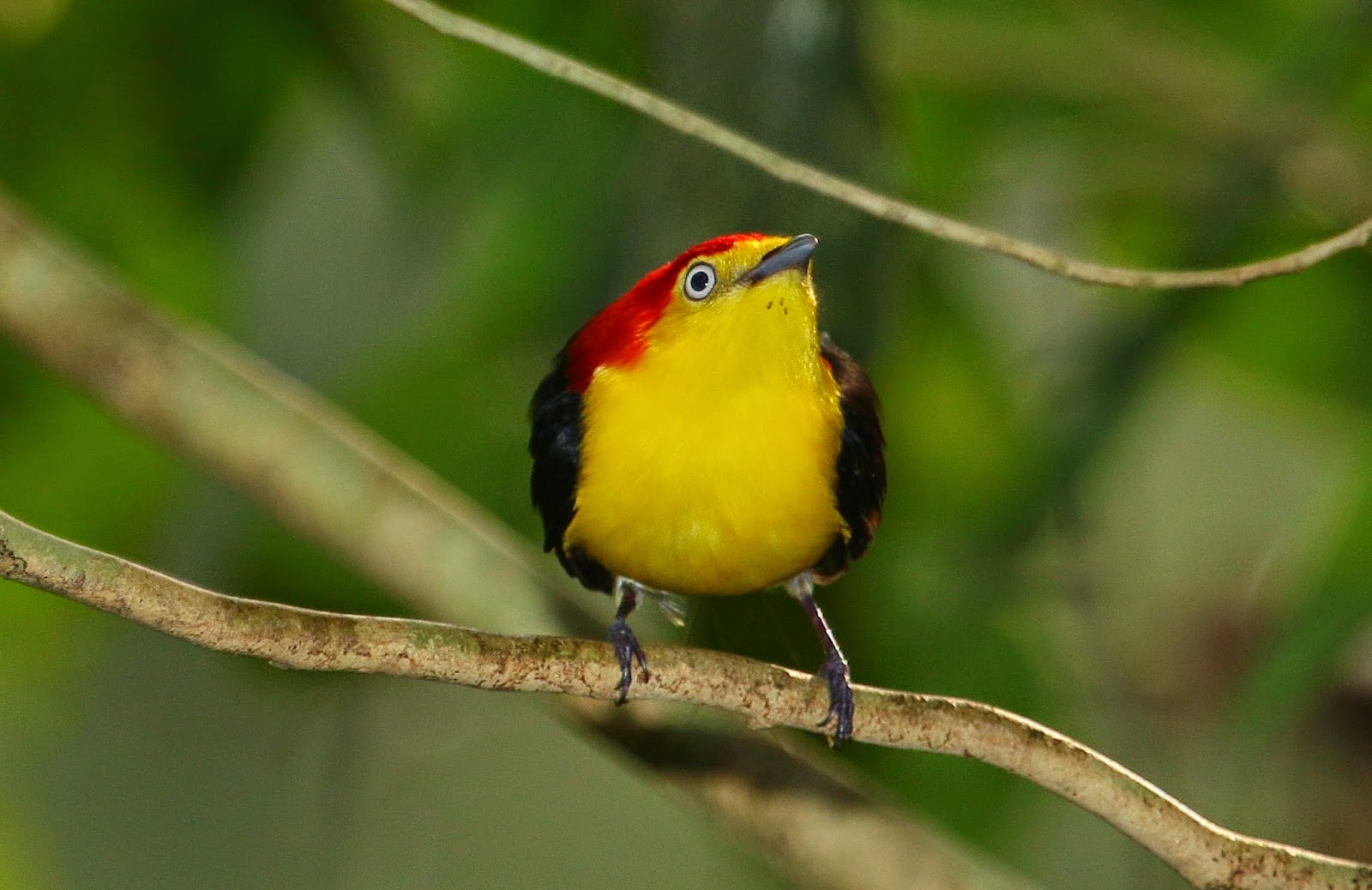 Nuestro bello mundo...: Wire-tailed Manakin, Pipra filicauda, Saltarin ...