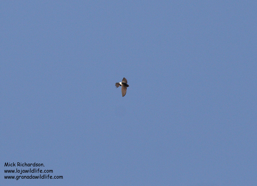 Cuaderno de campo "Aves granadinas": Vencejo Cafre / Apus caffer.