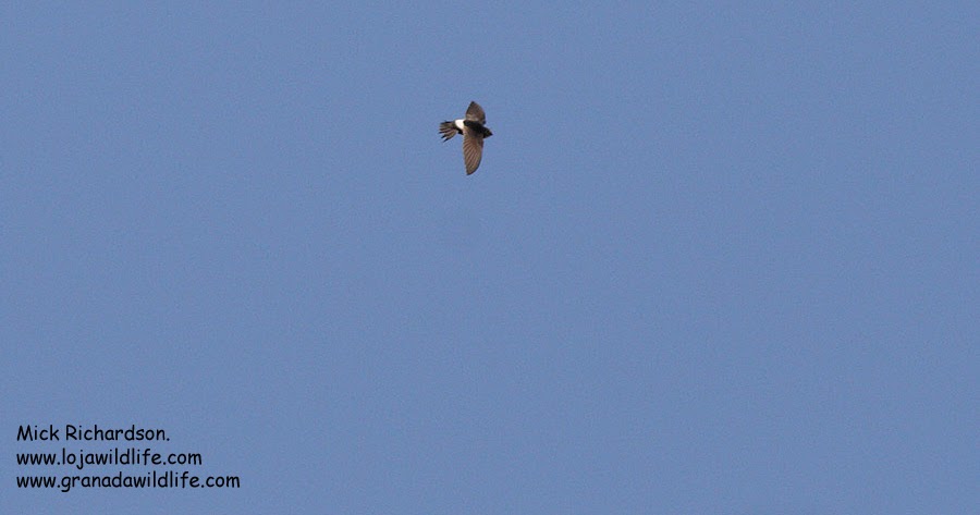 Cuaderno de campo "Aves granadinas": Vencejo Cafre / Apus caffer.