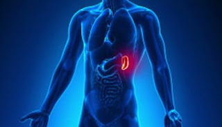 KSJBIO: #150 The Spleen (English)