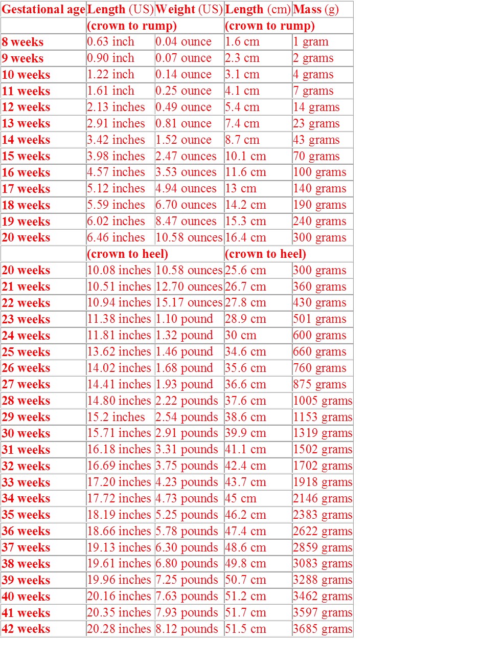fase pertumbuhan janin