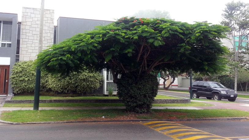Enlimado: La ponciana, el árbol urbano perfecto