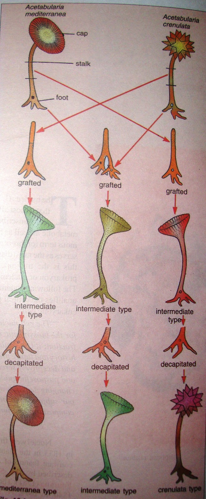Hammerling's Acetabularia grafting experiment