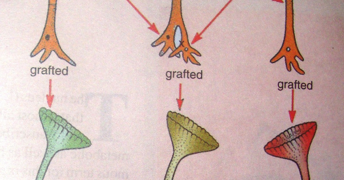 Hammerling's Acetabularia grafting experiment ~ Biology Exams 4 U