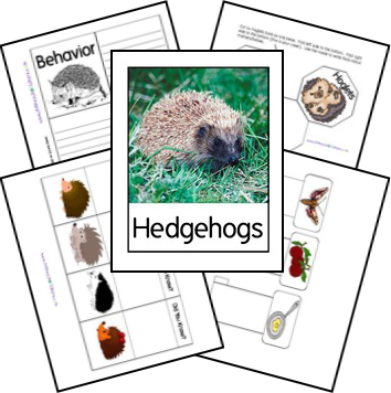 North Wind Homeschool: All about hedgehogs!