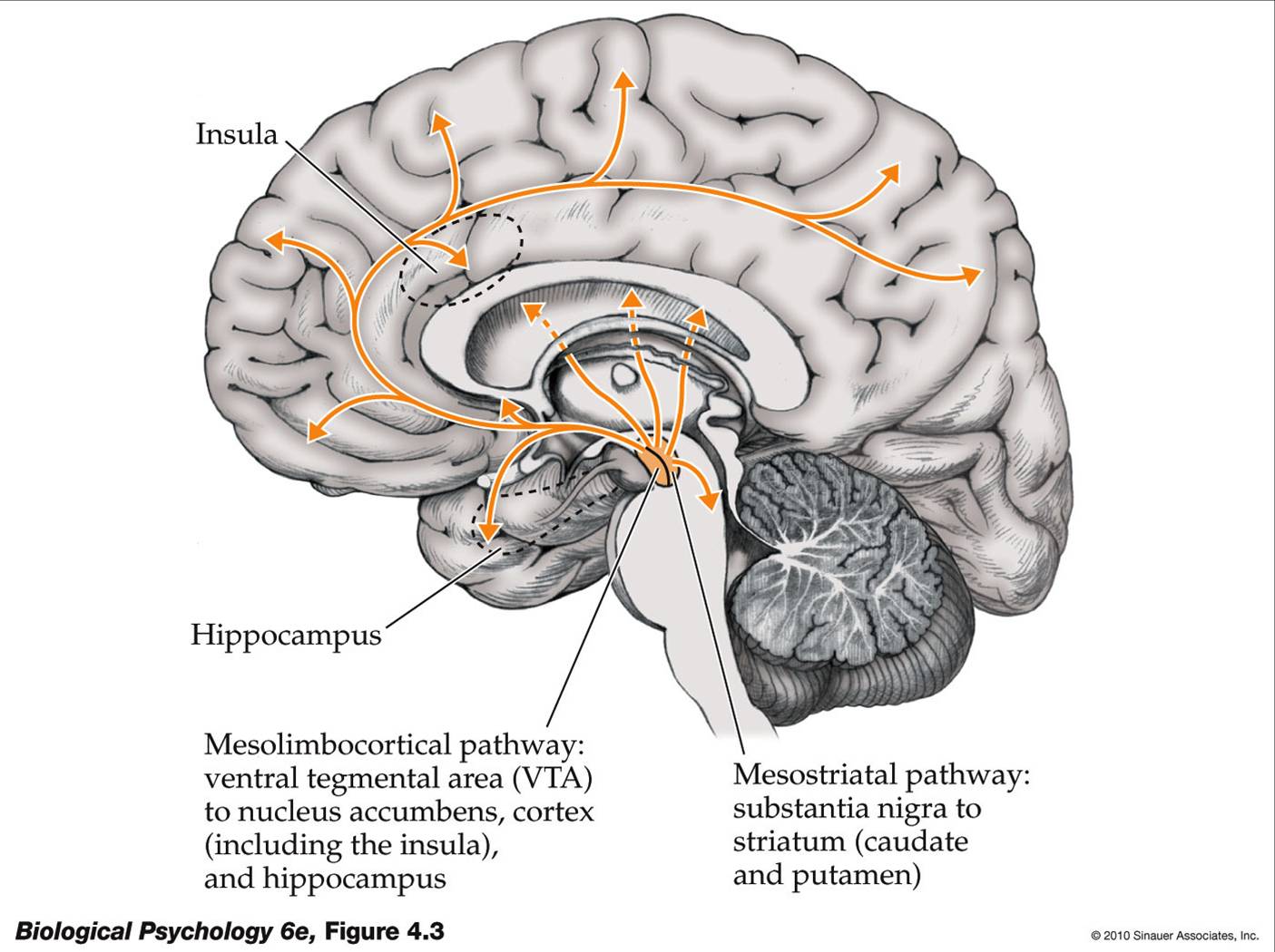 Life After Being A Student - My Mission To Learn: Neurological Diseases