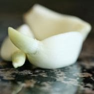 Las propiedades curativas del ajo