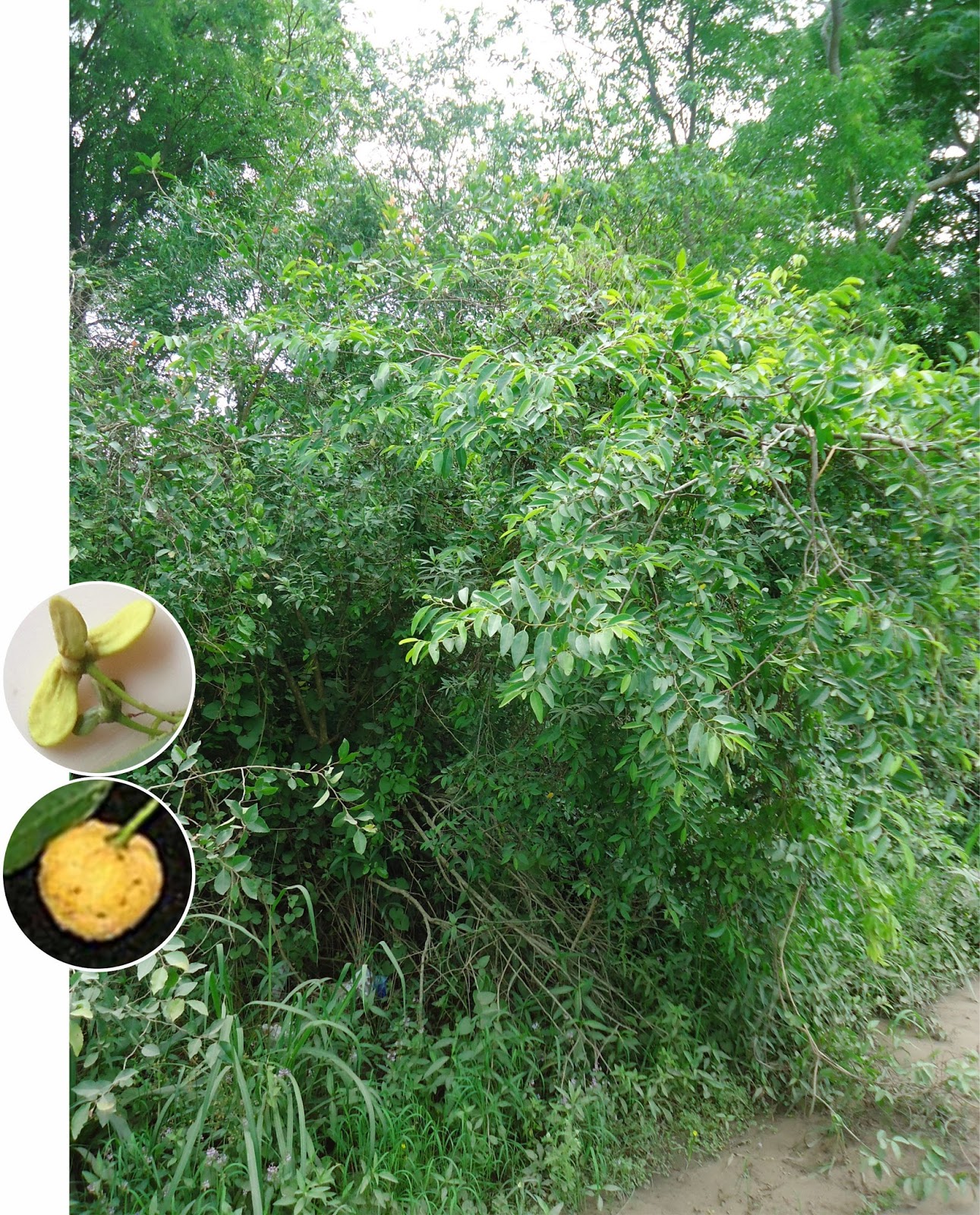 v e r d e c h a c o: Araticú