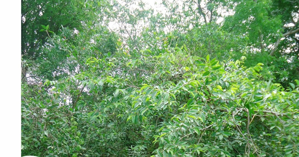 v e r d e c h a c o: Araticú