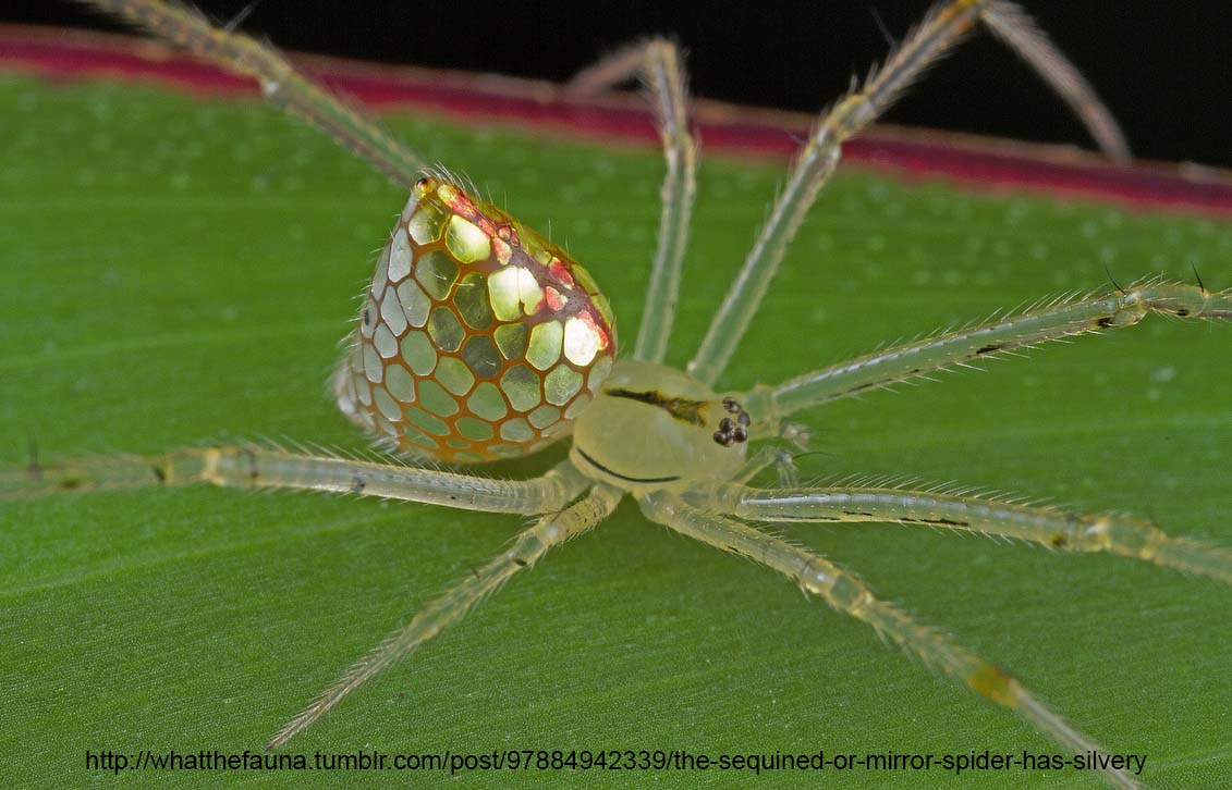 Bizarre Creature of the Day: Creature 301: Thwaitesia argentiopunctata