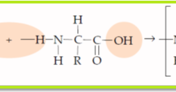 Struktur Protein - Biology Page