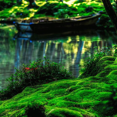 giga world: Garden moss Saiho-ji. Japan