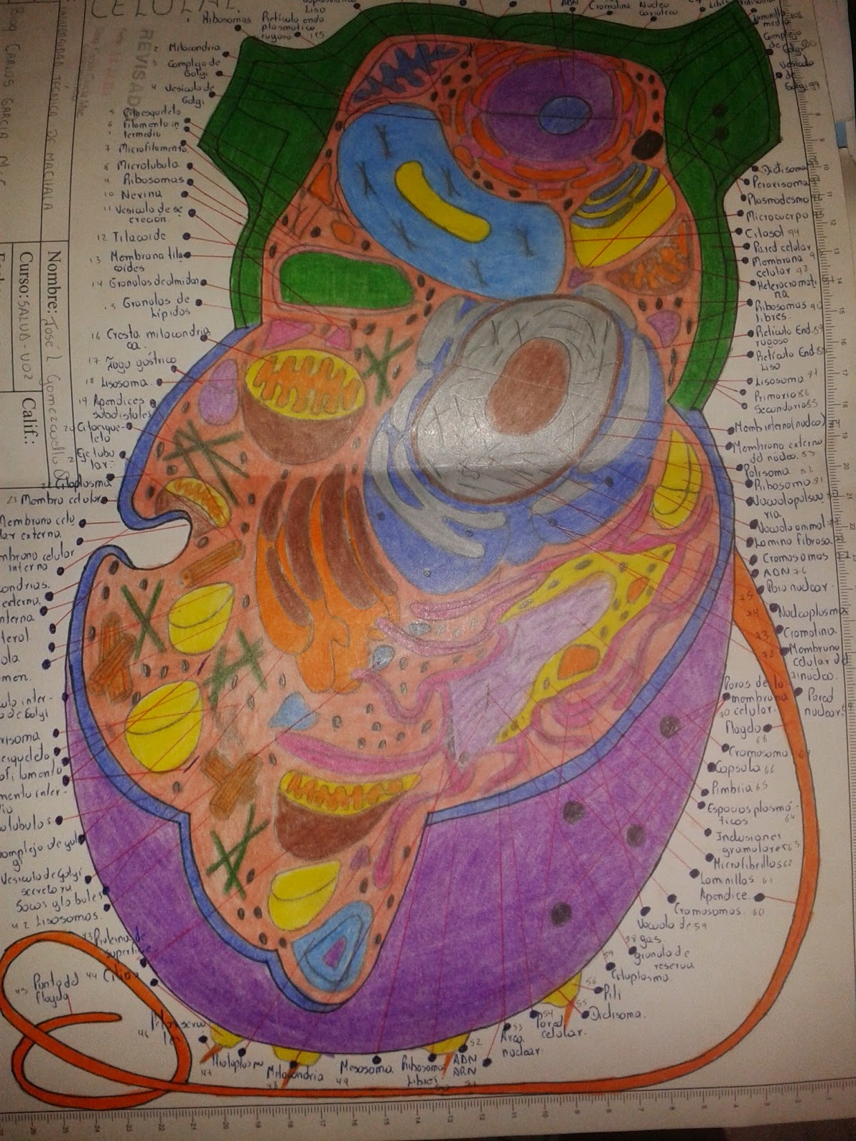 CATEDRA DE BIOLOGIA: CELULA MUTANTE