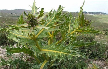 genç bir kızın mezarından sütunun başlığına yolculuk-arkeorehber