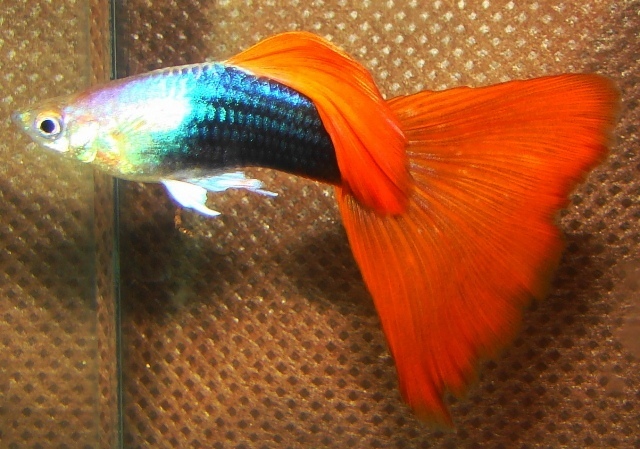 Blog Amazônica Aquários: Lebiste - Poecilia reticulata