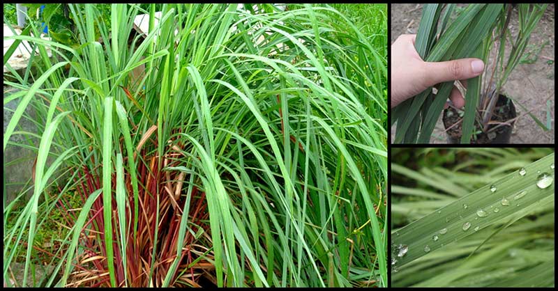 Things We Need To Know About Citronella And Its Oil | Dr Farrah MD