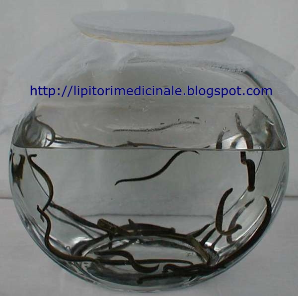 Lipitori medicinale-despre lipitoare si tratament: Pastrarea lipitorilor