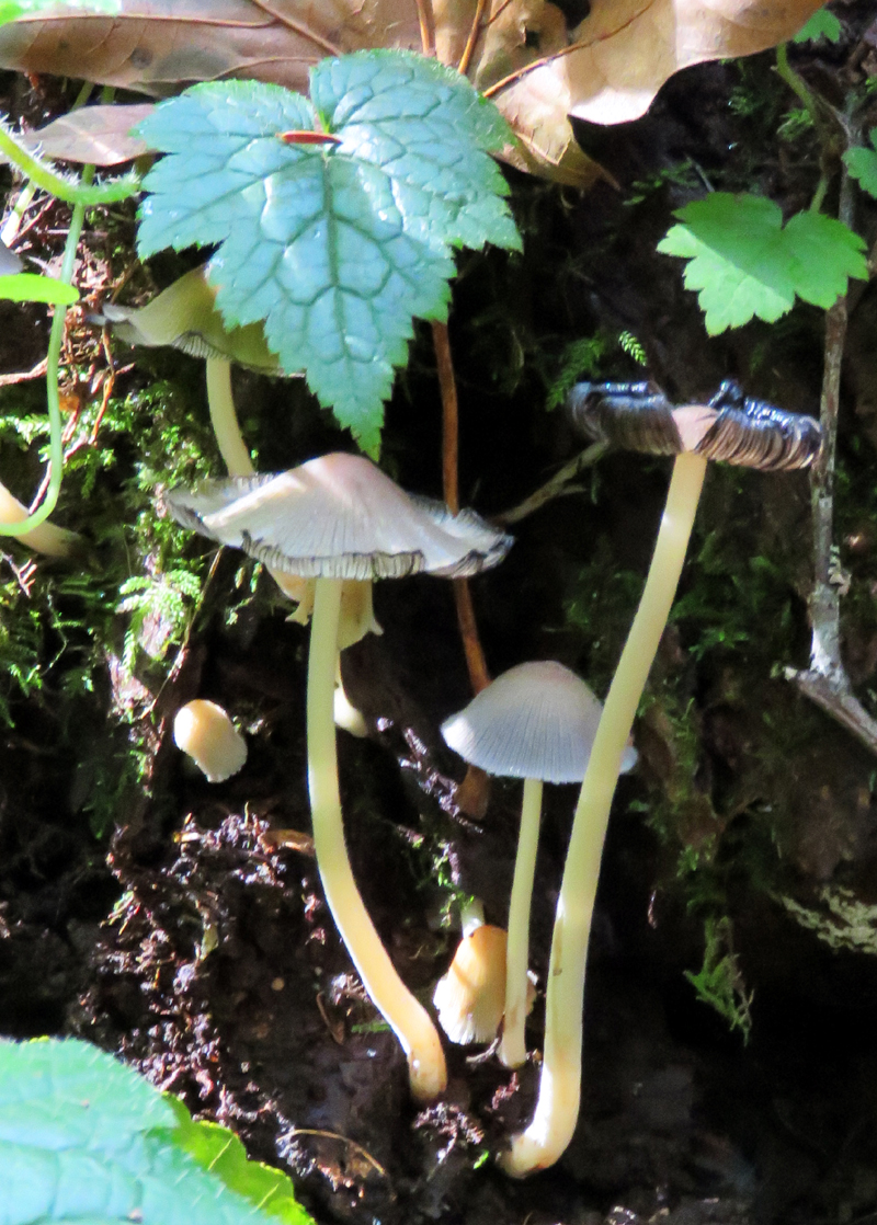 ramble & frolic: destination: fishhawk falls/ lee wooden county park ...