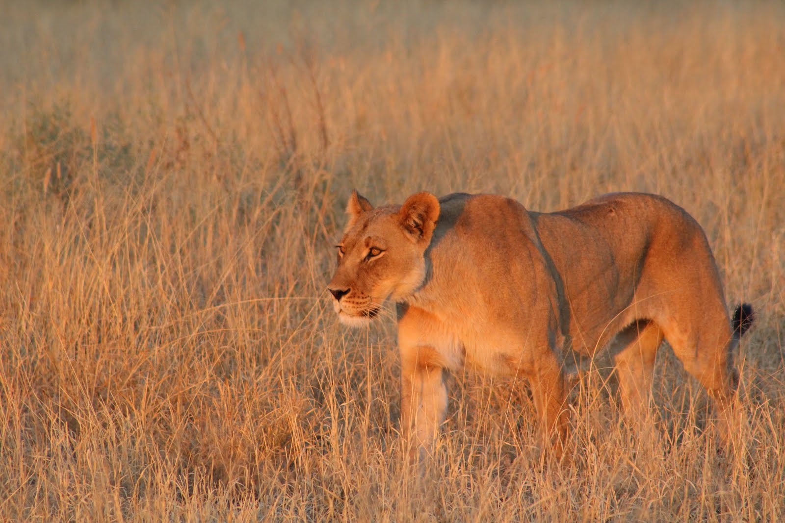 Study Abroad, Botswana: 2018