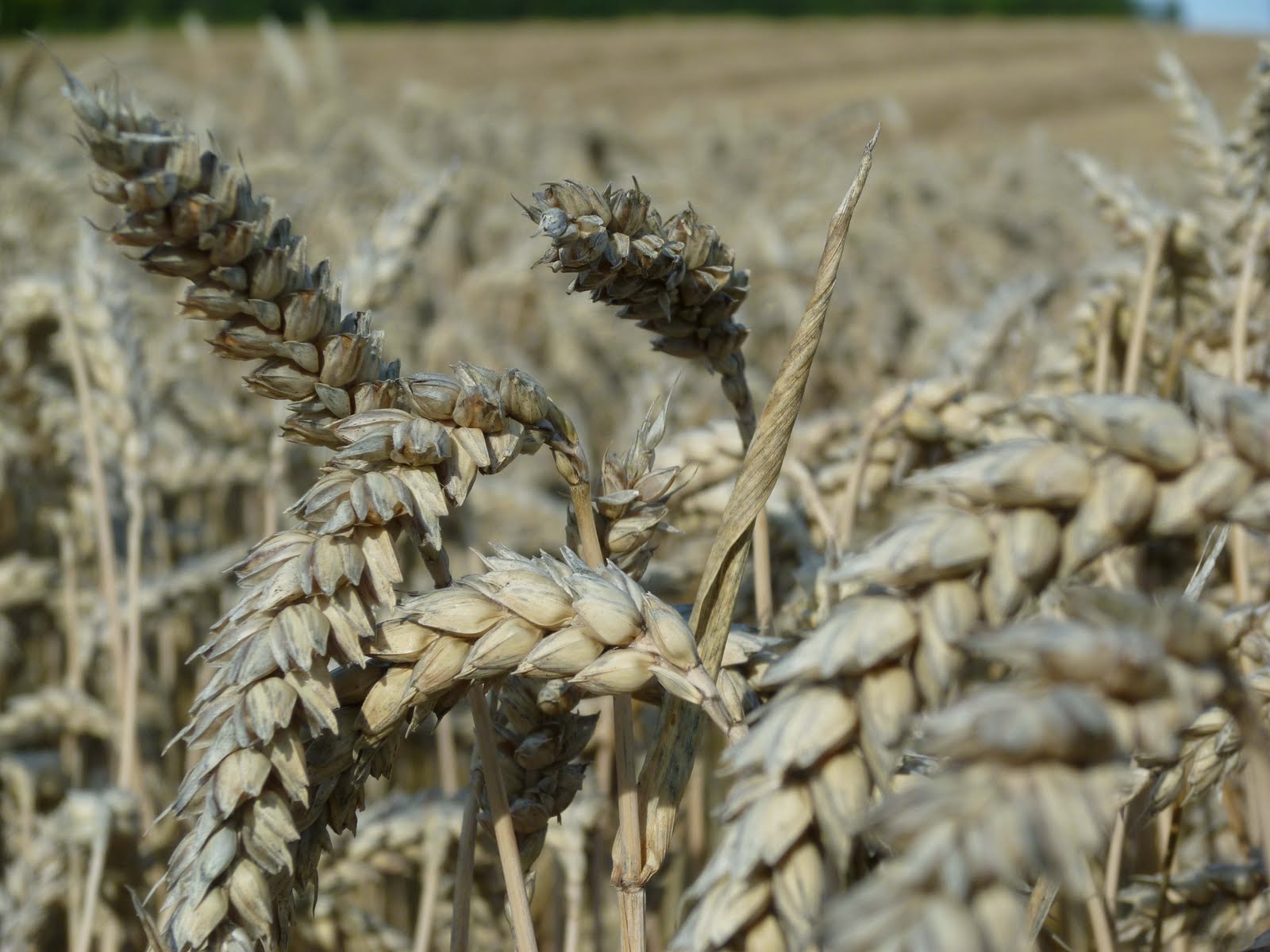Atelier auf dem Hof: Die Getreide Ernte hat begonnen
