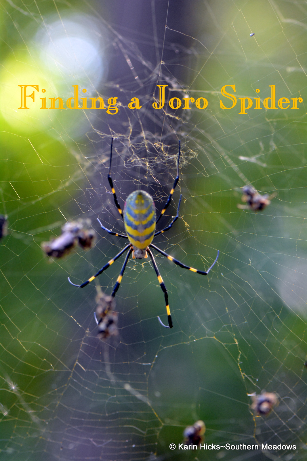 New Find: Joro Spider