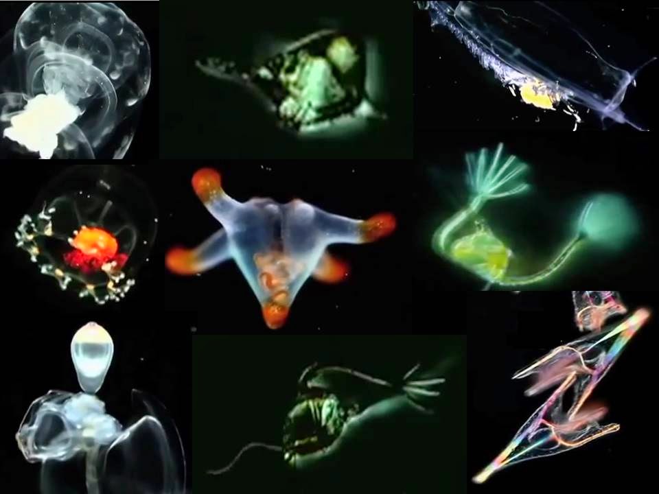 Micro Space Creatures eating the metal and plastics of the ...