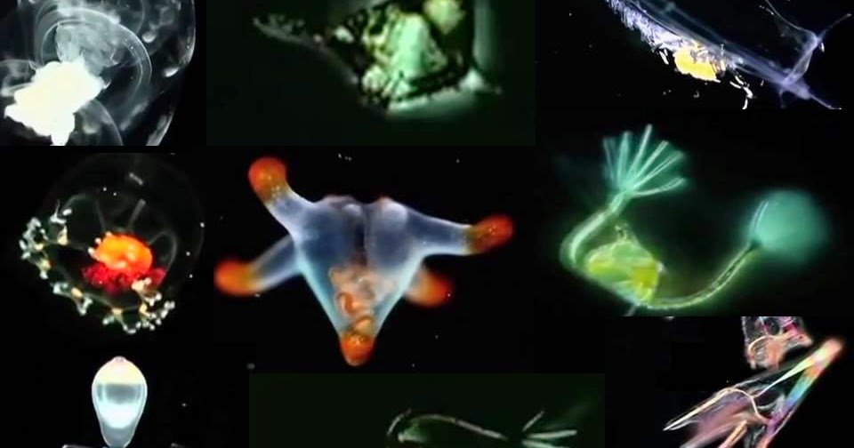 Micro Space Creatures eating the metal and plastics of the ...