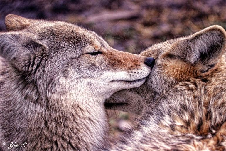 White Wolf : 10 Animals Who Mate For Life (Photos)