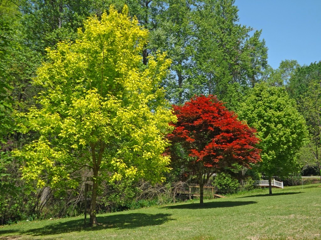 MARIETTE'S BACK TO BASICS: {# 1111 - Our Golden Live Oak 'Quercus ...