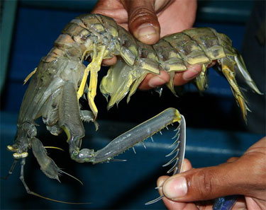 Bizarre Food^_^_^: "Pissing ^^^ Shrimp "