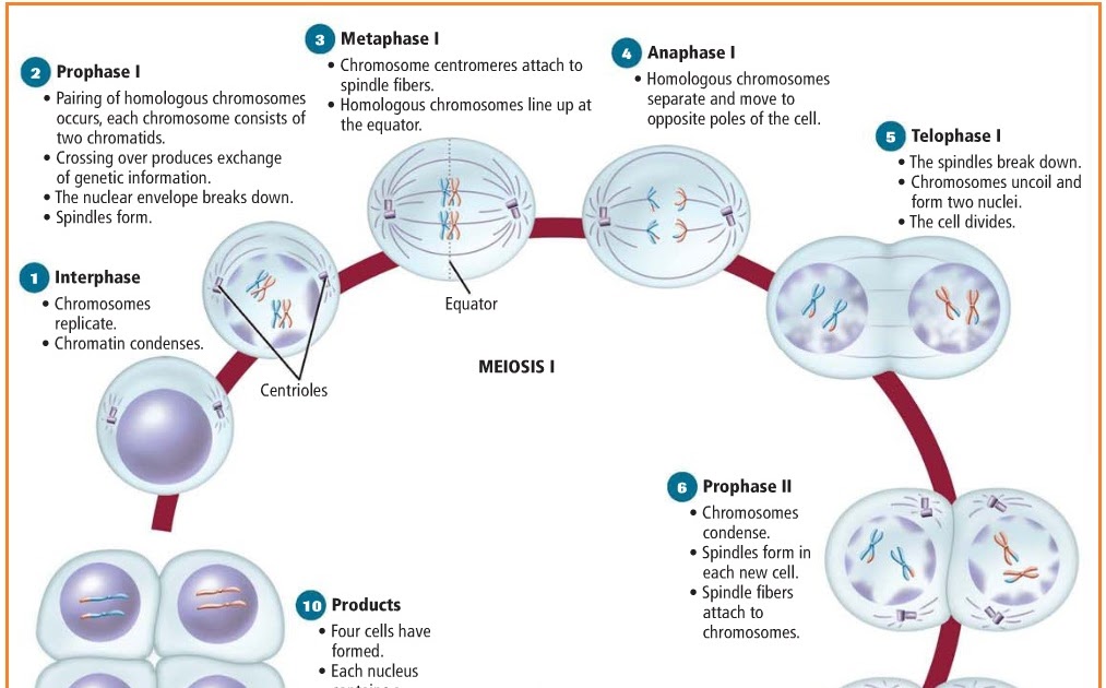 MIOSIS (ENGLISH) - Biology Page
