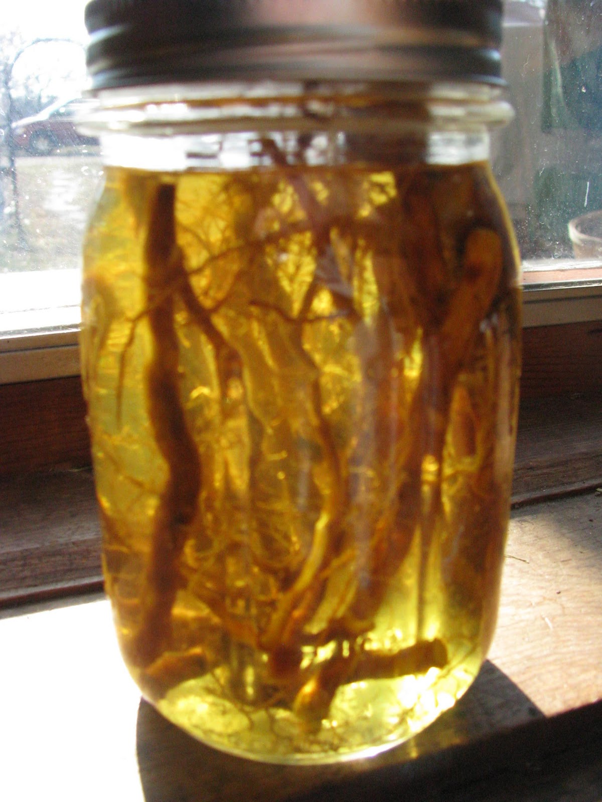 Living On Da Hedge: Wild Medicinal: Barberry Root