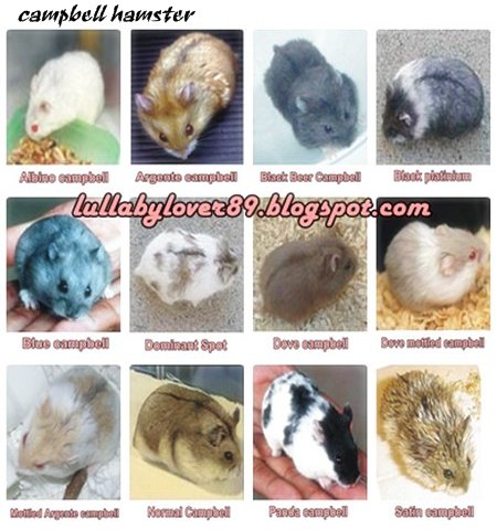 Ketahui jenis-jenis hamster | Little Rainbow Story