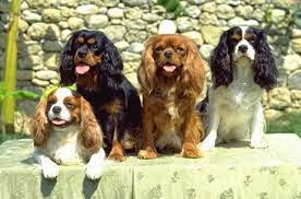Allevamento Cavalier King Charles: Cuccioli di Cavalier King