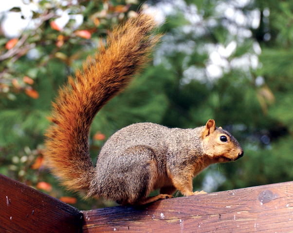 The Fox Squirrel | The Wildlife