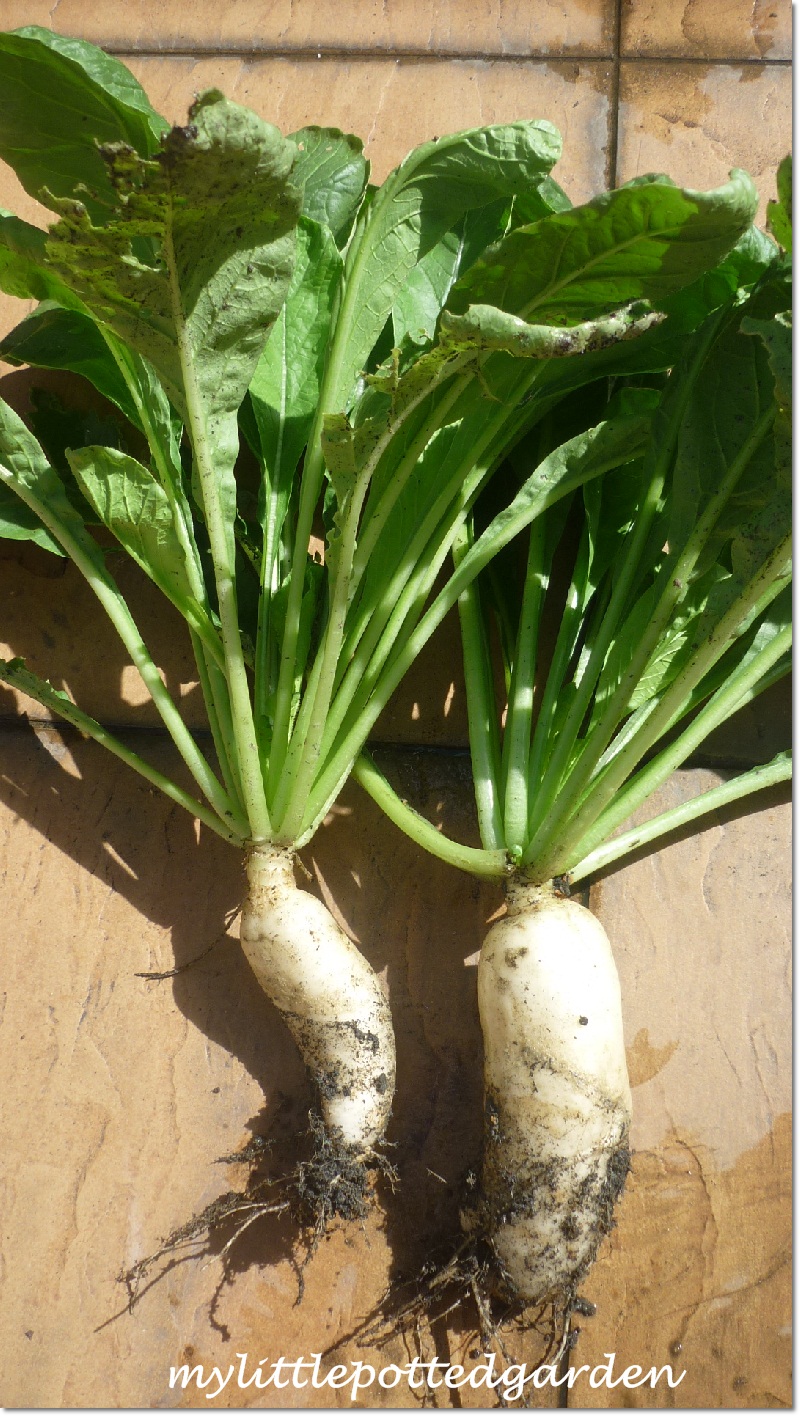 My Little Potted Garden: White Radish