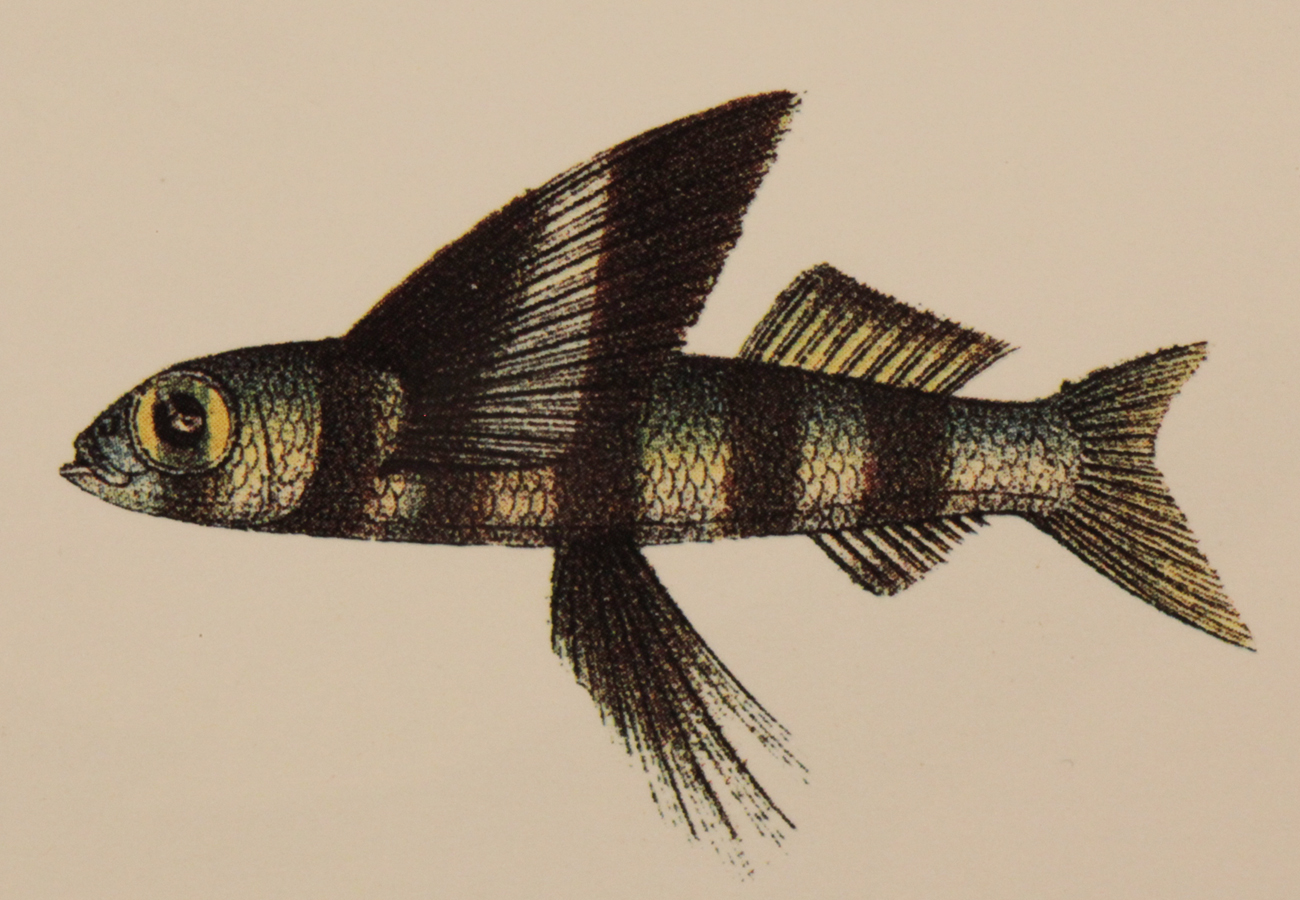 Species New to Science: [Ichthyology • 2019] Revision of the Subgenus ...