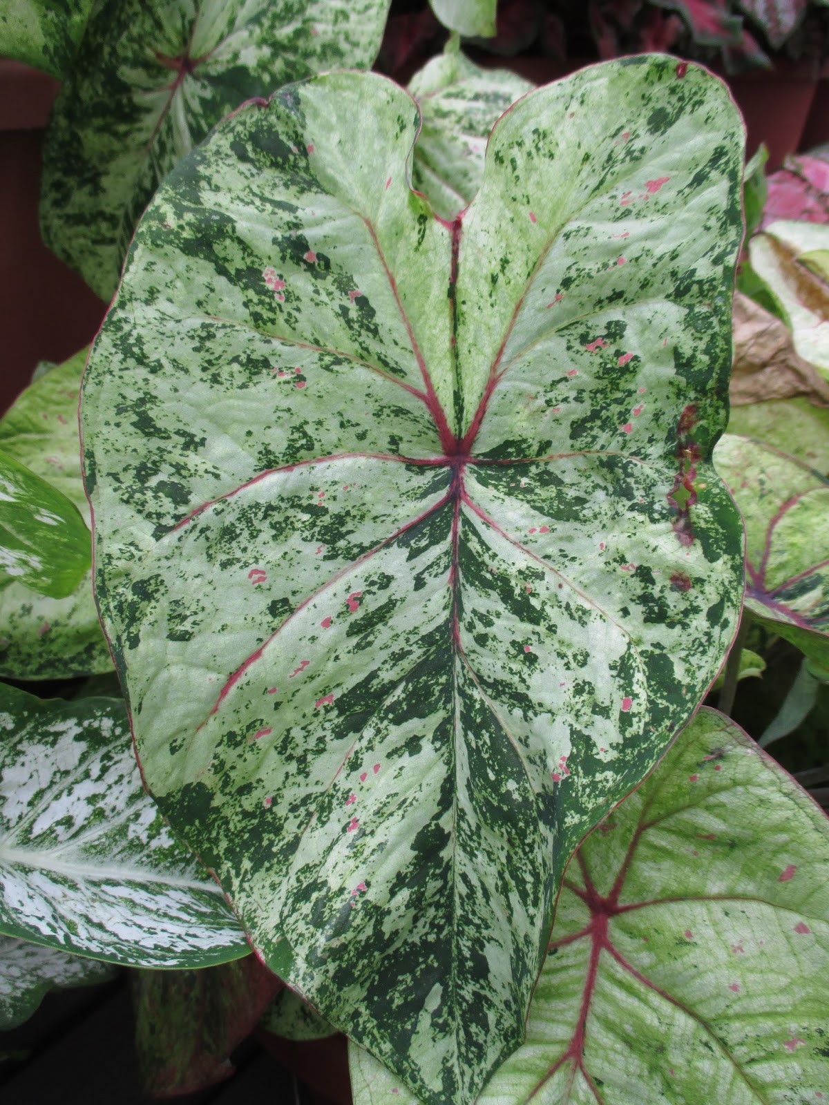 Rotary Botanical Gardens - Hort Blog: Caladium Collection - 2016