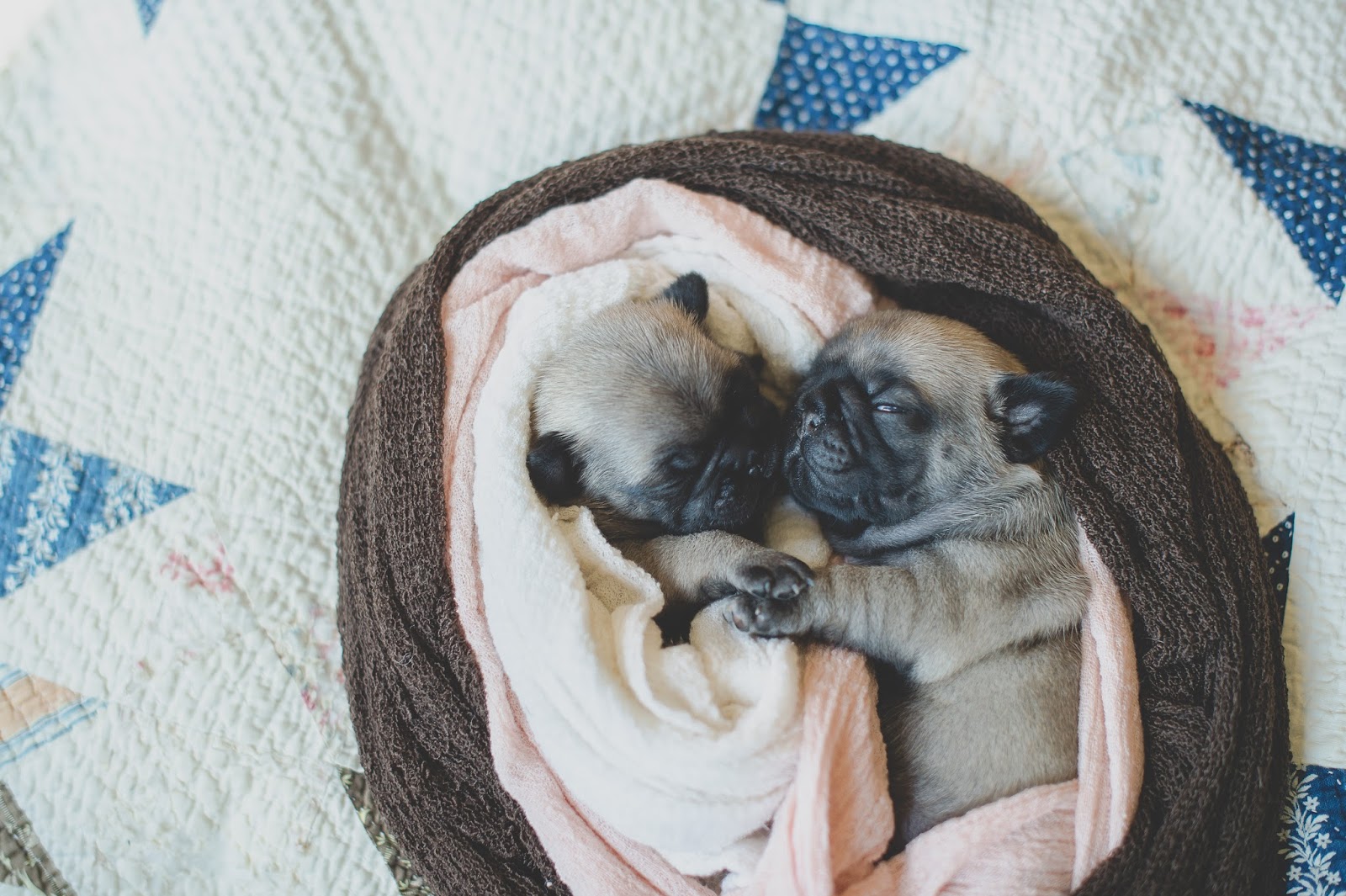 Daisy Baby Photography : Newborn Pug Puppies, Daisy Baby Photography, Northern Virginia ...