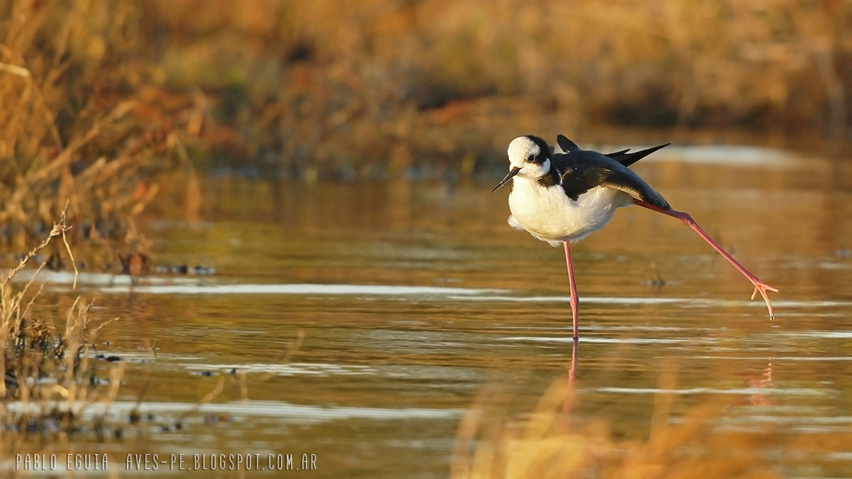 mis fotos de aves: Himantopus (himantopus) melanurus Tero Real Black ...