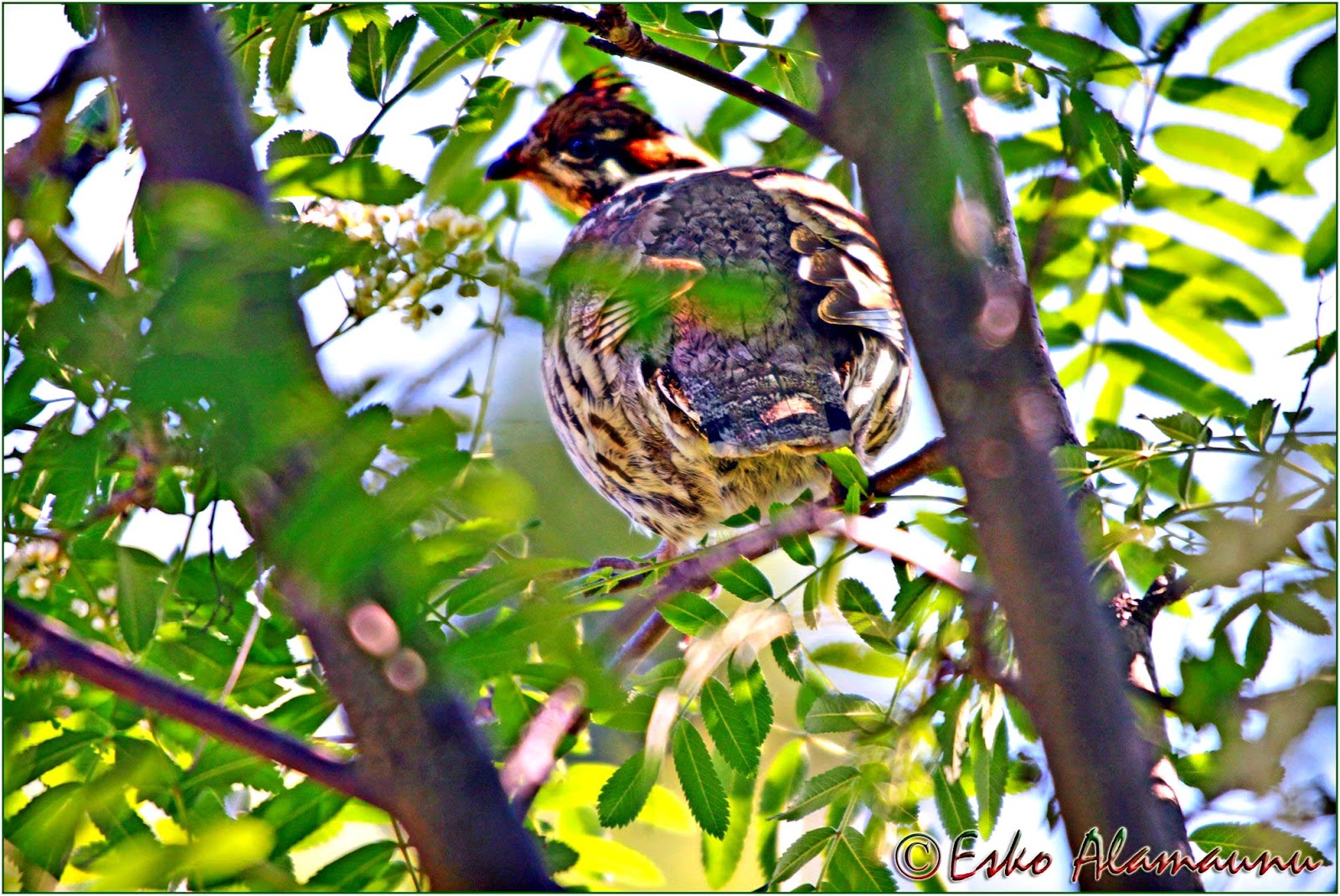 Eko-Kuvia: 'Piha-Pyy....'